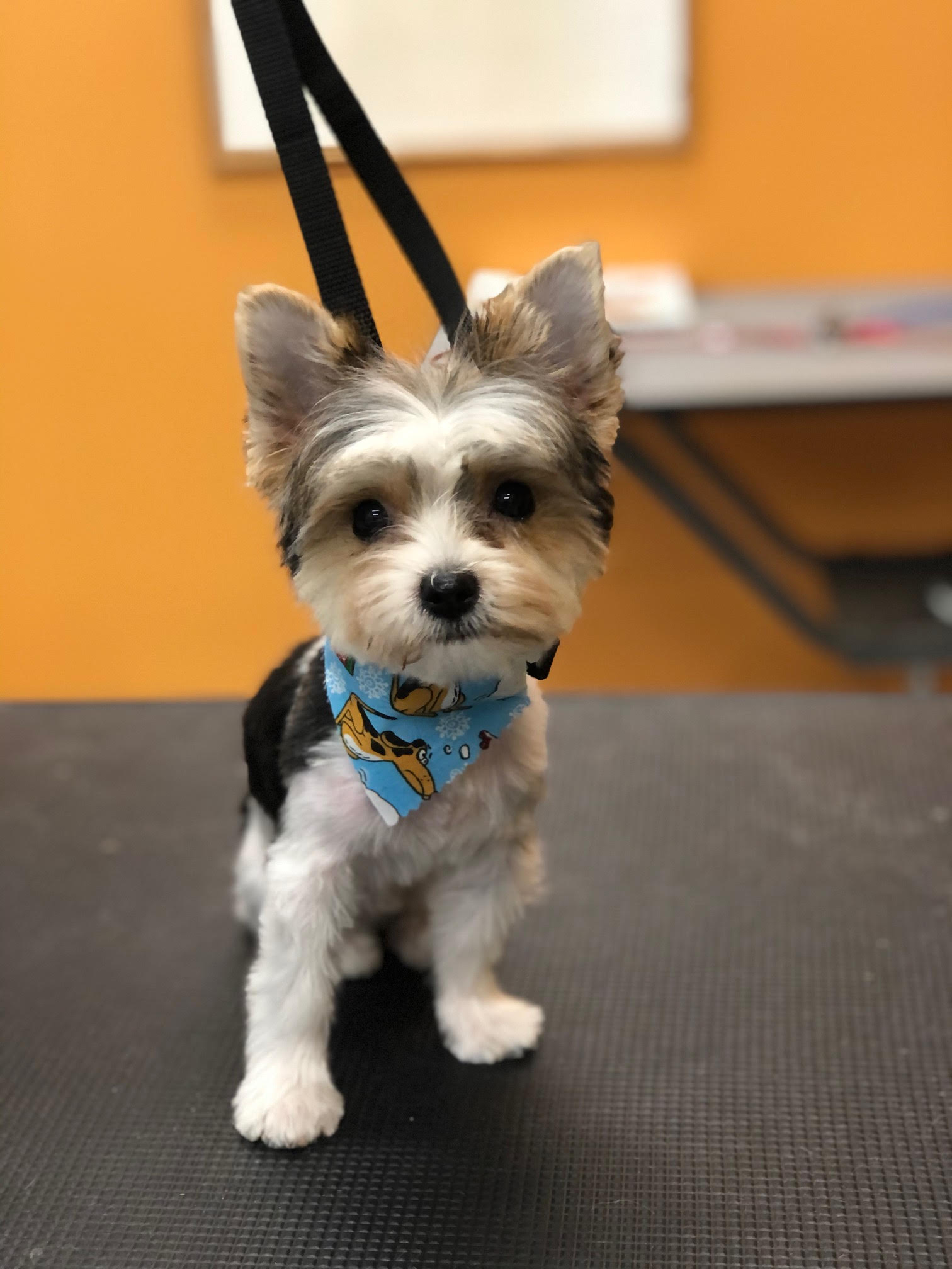 Brooke's Dog Grooming